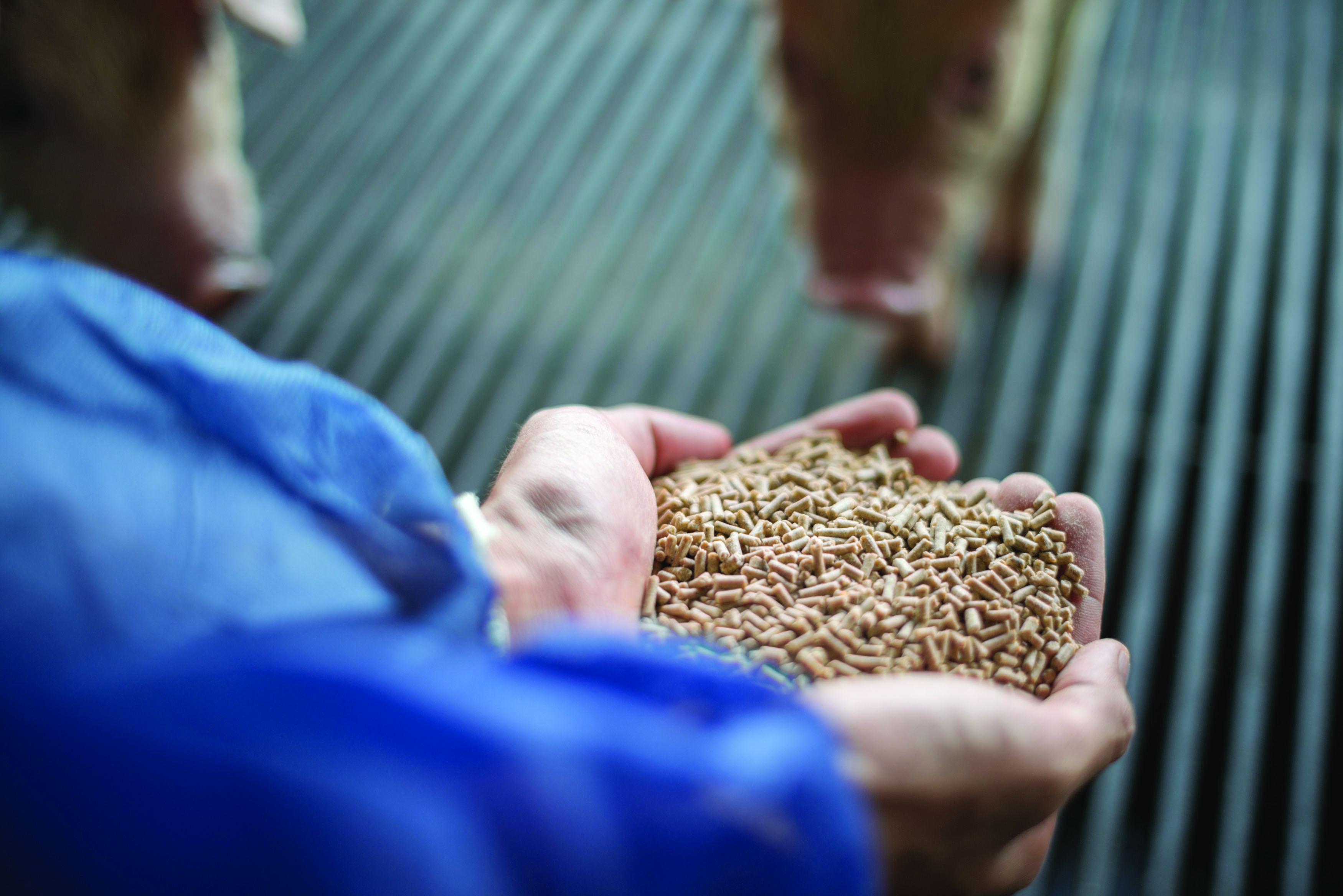 GB feed production continues to increase | Pig World