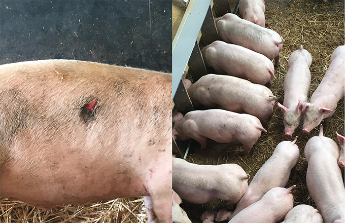 Tackling Tail Biting Record Assess Act And Review Pig World