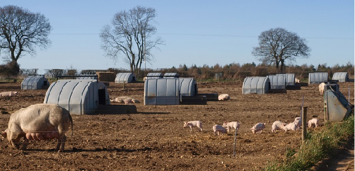Summer and winter benefits claimed by pig ark company | Pig World