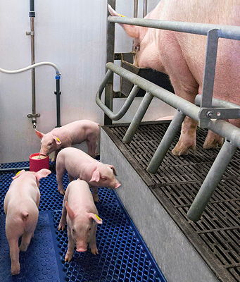 Feeding system provides lasting effects - Pig World