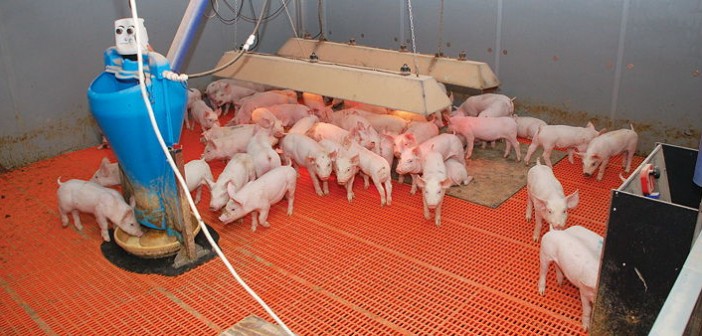 New weaner house cuts the workload | Pig World