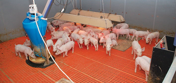 Weaner prices surge to record levels | Pig World