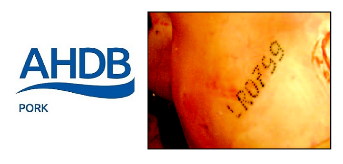 Slapmarking alert highlights industry benefits - Pig World