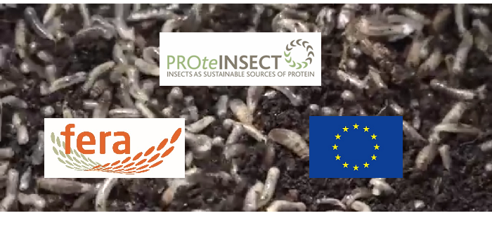Insect protein seen as having EU feed production potential - Pig World