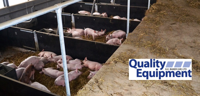 Growth in straw-based pig housing reported | Pig World