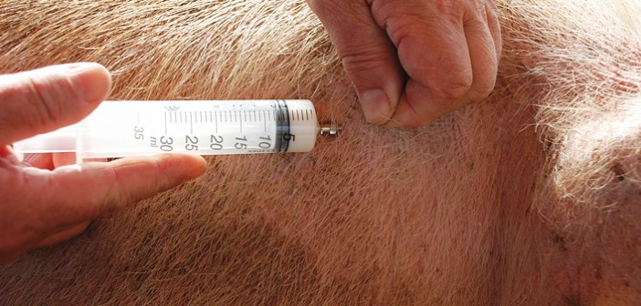 NPA proposes proportionate approach to new antibiotic targets | Pig World