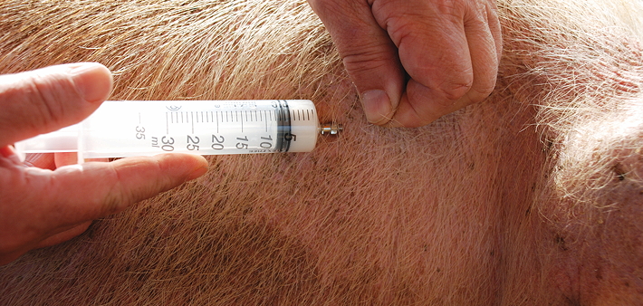 What the new antibiotic targets mean for the pig sector | Pig World