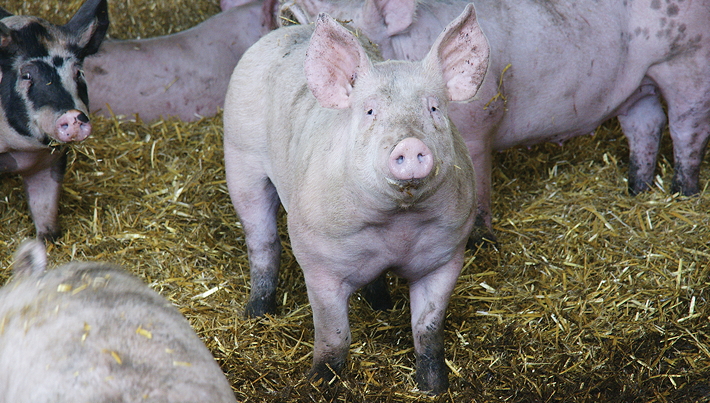 Clean water boosts pig performance - Pig World
