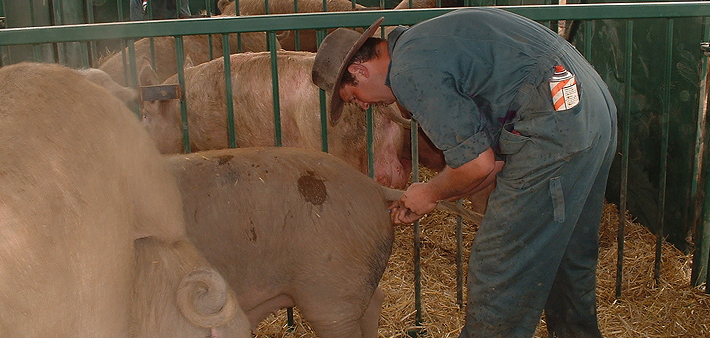 Prolificacy, parameters and model principles - Pig World