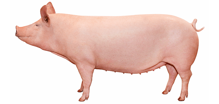 Data-driven progress behind success of JSR’s new sow | Pig World