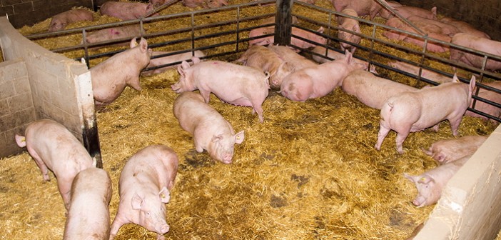 Stability recorded in the English pig breeding herd | Pig World