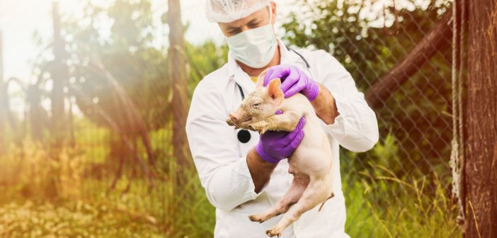 New £30 million funding boost for farm animal research | Pig World
