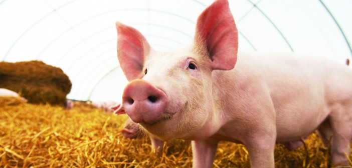 Gene editing project creates PRRS resistant pig | Pig World