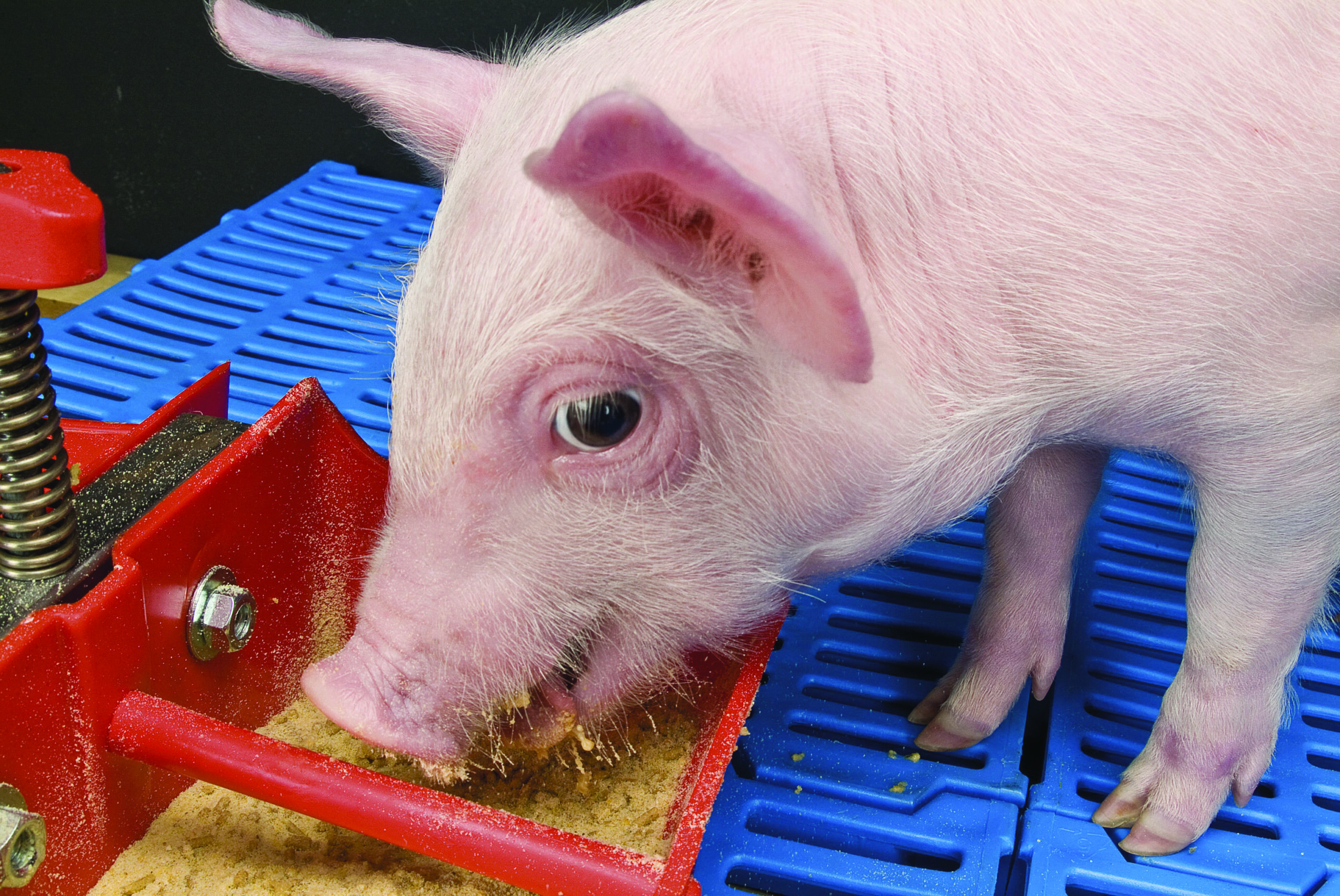 The future of zinc oxide – an evidence-based decision or a political ...