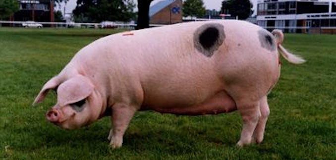 Conservation charity chief calls for consumers to back pedigree pork ...