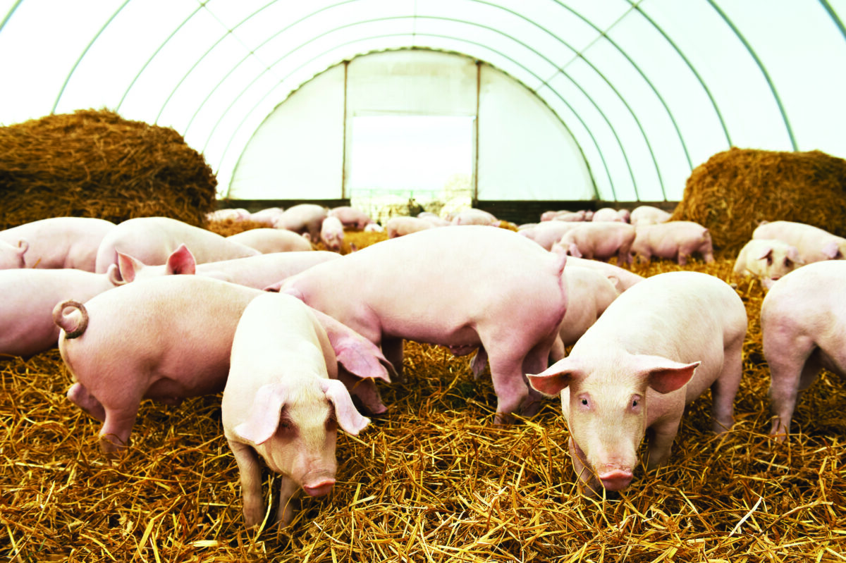 New booklets from AHDB pork published with crucial data - Pig World