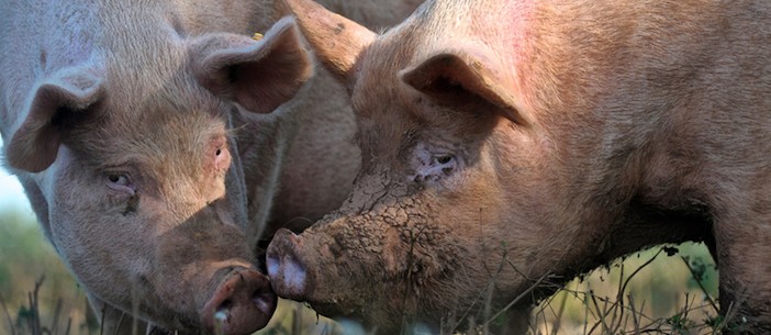 EU pig meat production rises in May | Pig World