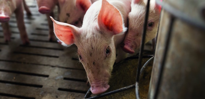 Use of Processed Animal Protein in pig and poultry feed formally ...