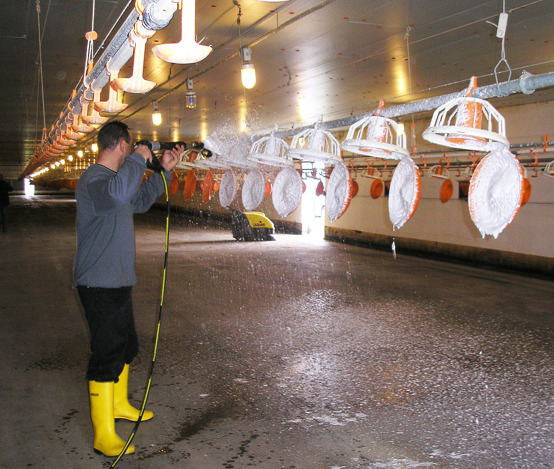 Trial opens lid on effectiveness of disinfectants | Pig World