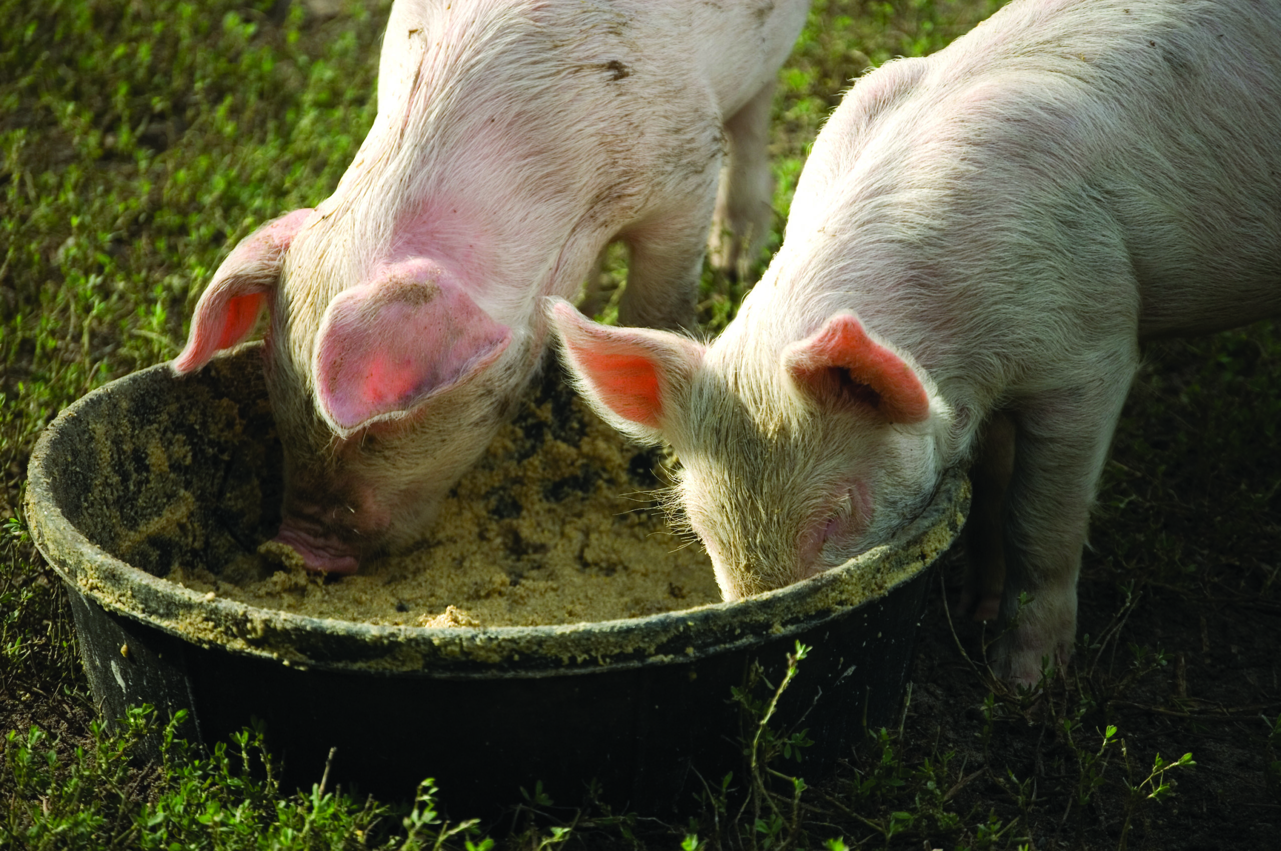 Biennial PHWC report published into pig health - Pig World