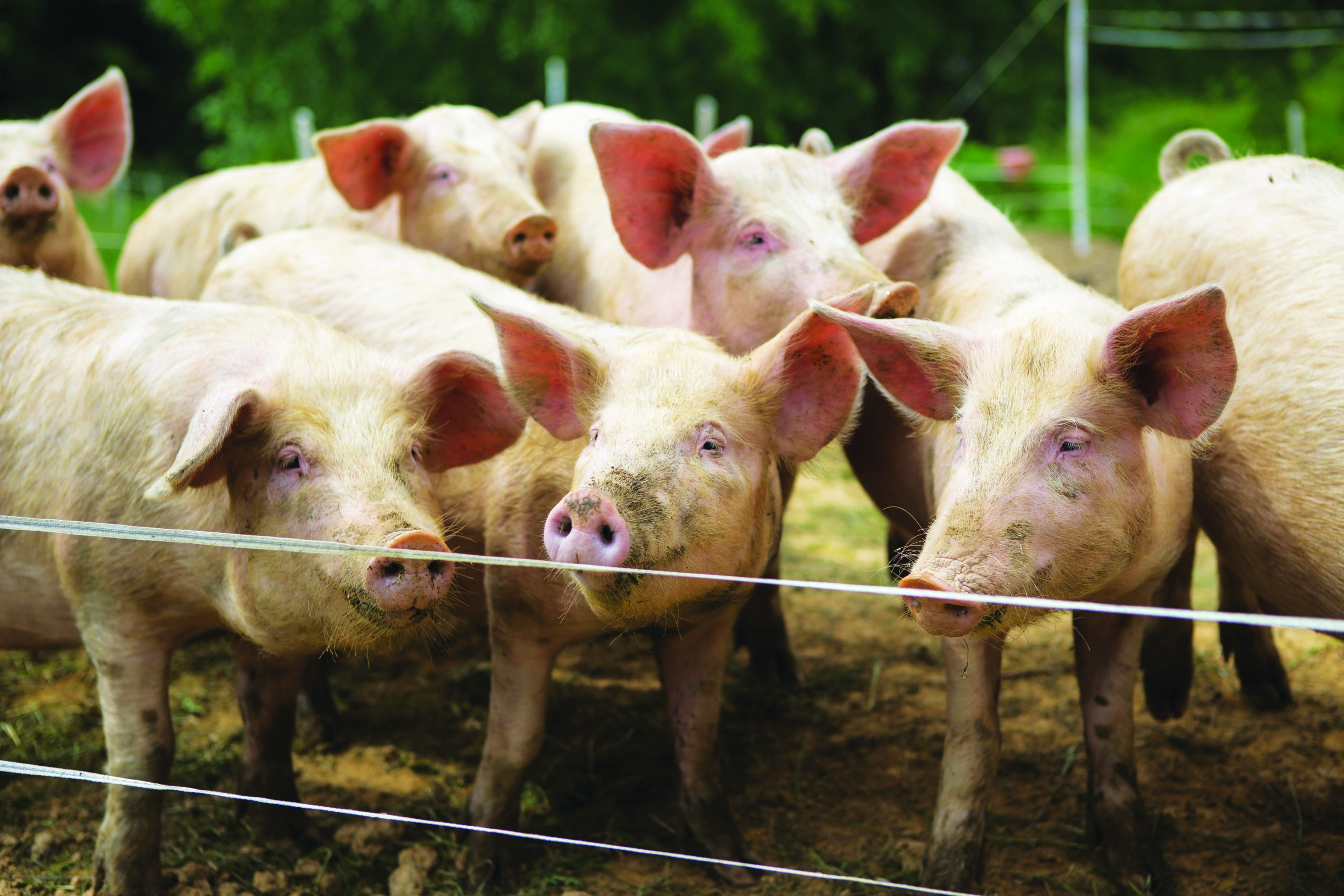 Farming groups given £1.7 million to boost the environment - Pig World
