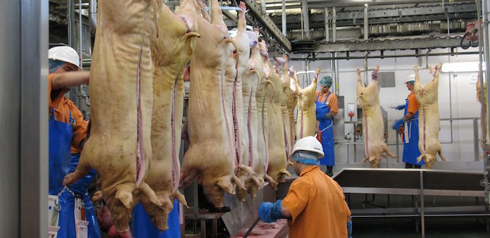 UK pig meat production rises in 2022 on the back of heavier carcase ...