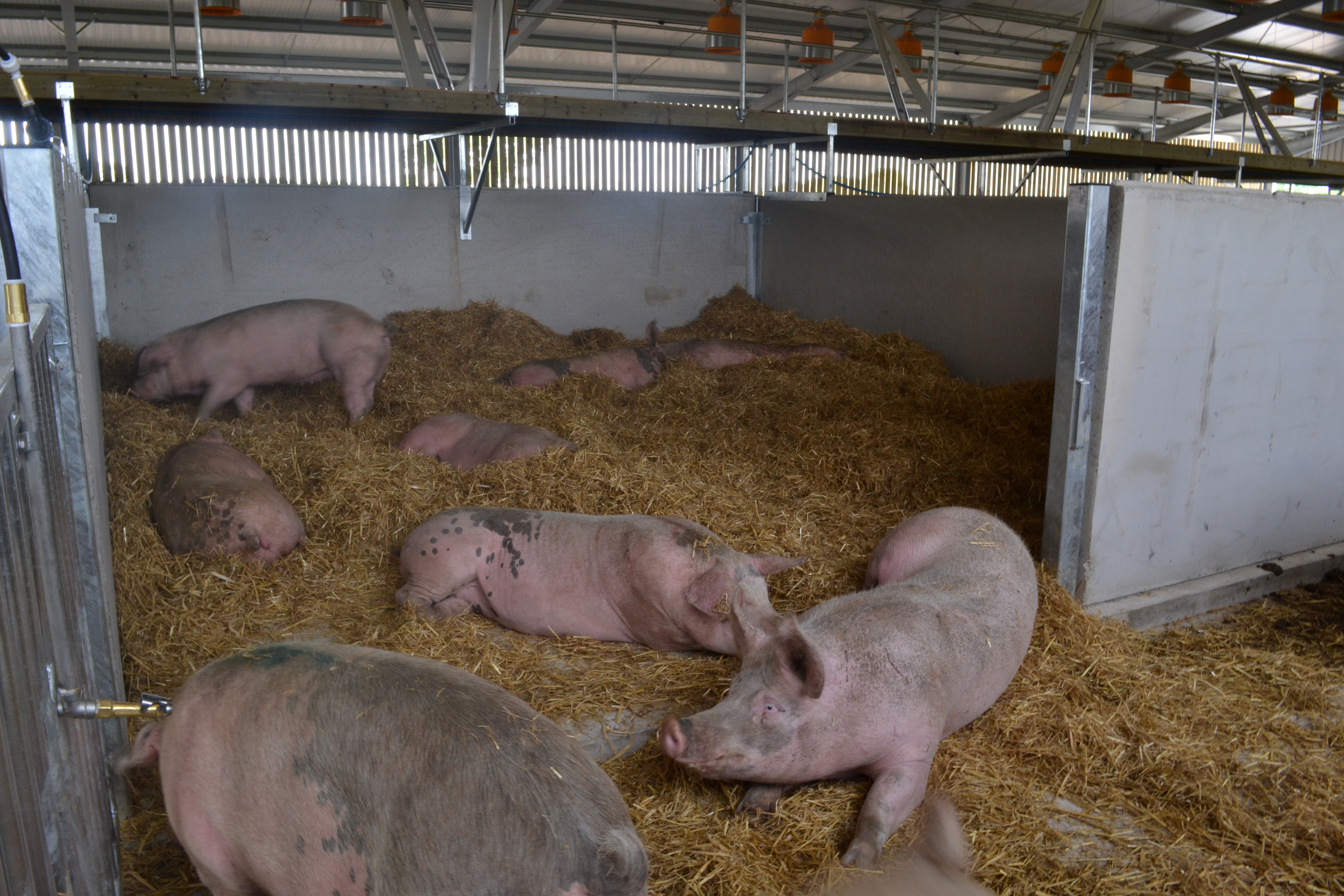 Pig producers to receive £250 for sows culled as TB reactors | Pig World