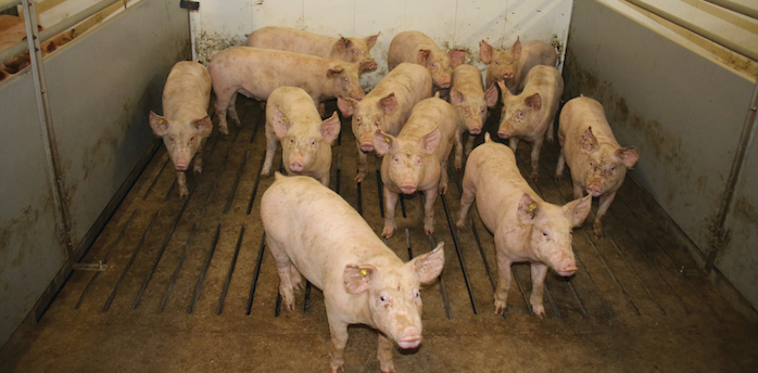 From dependency to transparency – vet-farmer partnership at heart of ...