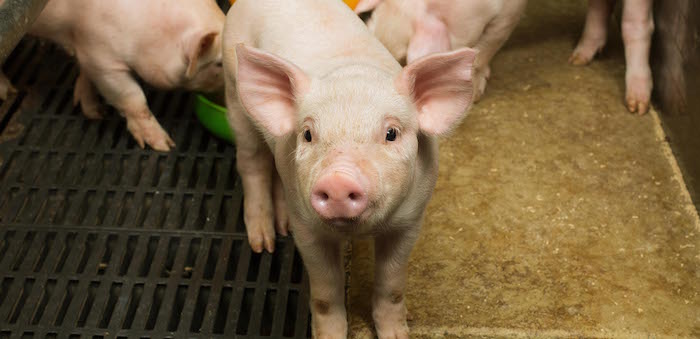 Ceva launches new product to tackle iron deficiency and coccidiosis in ...