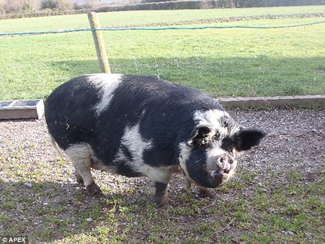 20 stone pig stuck in ditch after being chased by boar | Pig World