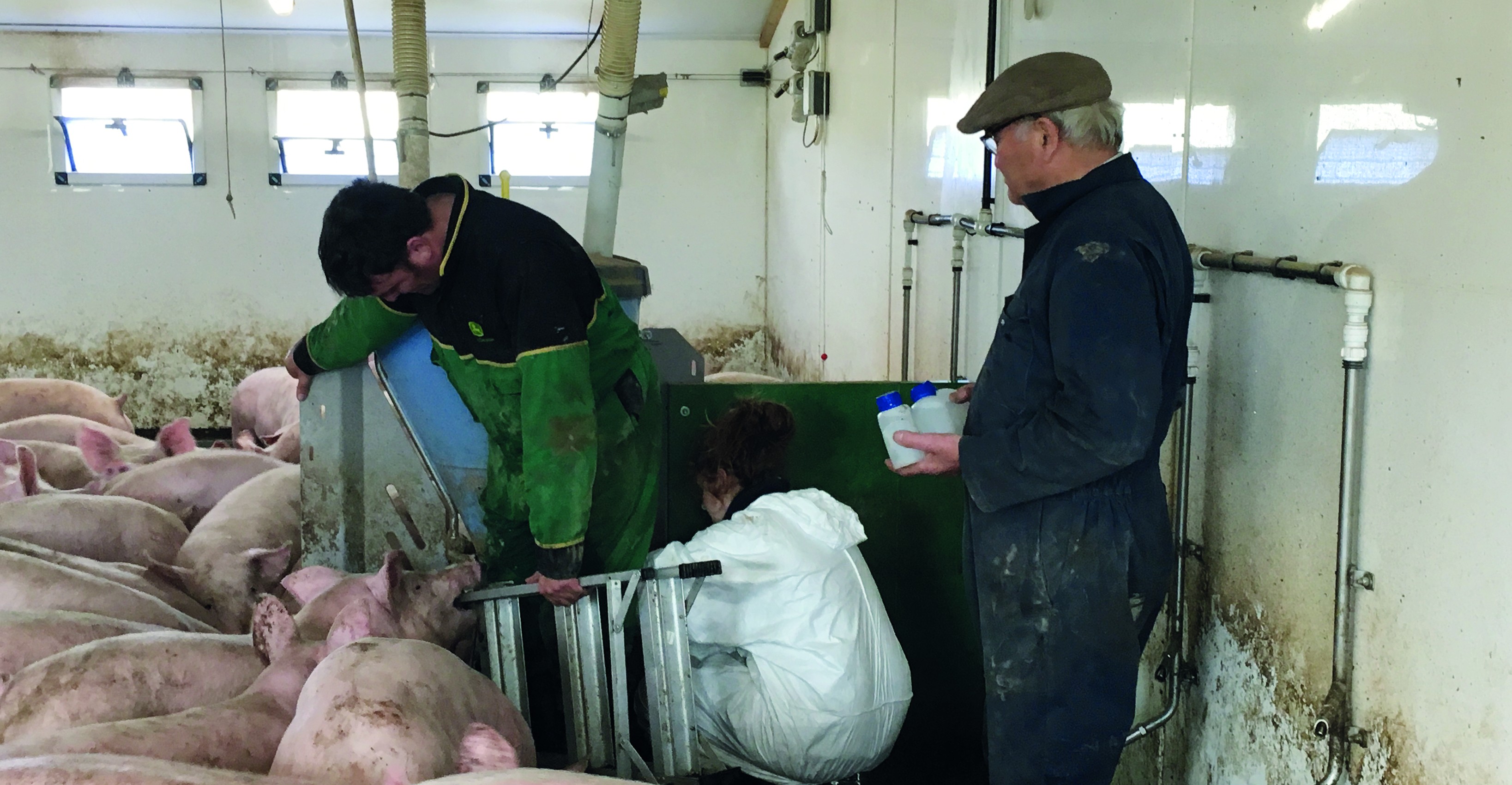 Progressing weaned pig performance | Pig World