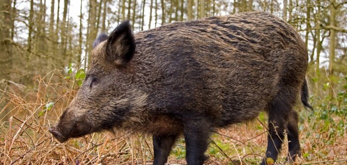 Sweden faces pork export bans after ASF discovery | Pig World