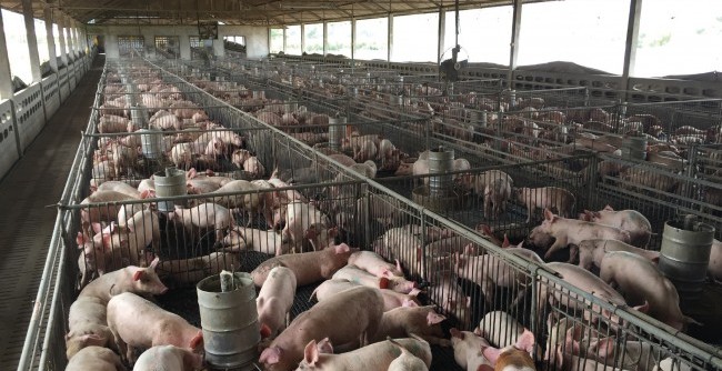 US pig industry facing $5bn COVID-19 ‘financial disaster’ | Pig World