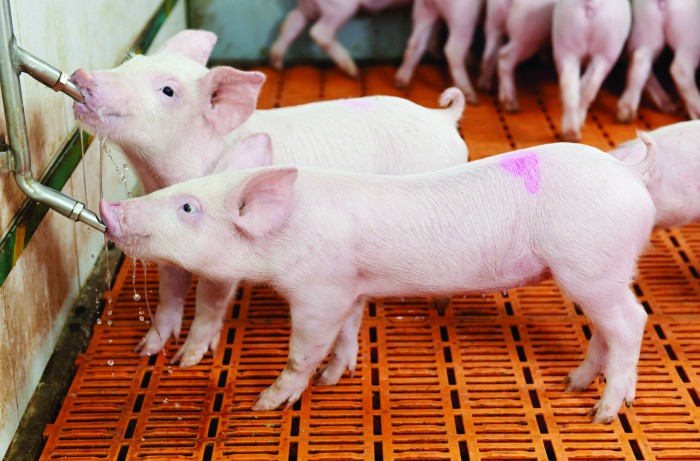 Defra publishes new pig welfare code | Pig World