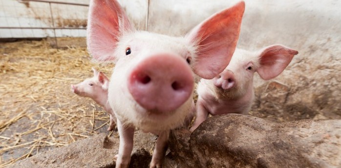 Early intakes notch up post-weaning weight gains | Pig World