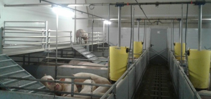 Red Tractor issues guidance on balcony pig systems - Pig World