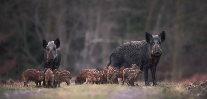 Why our feral pig population needs to be kept under control | Pig World