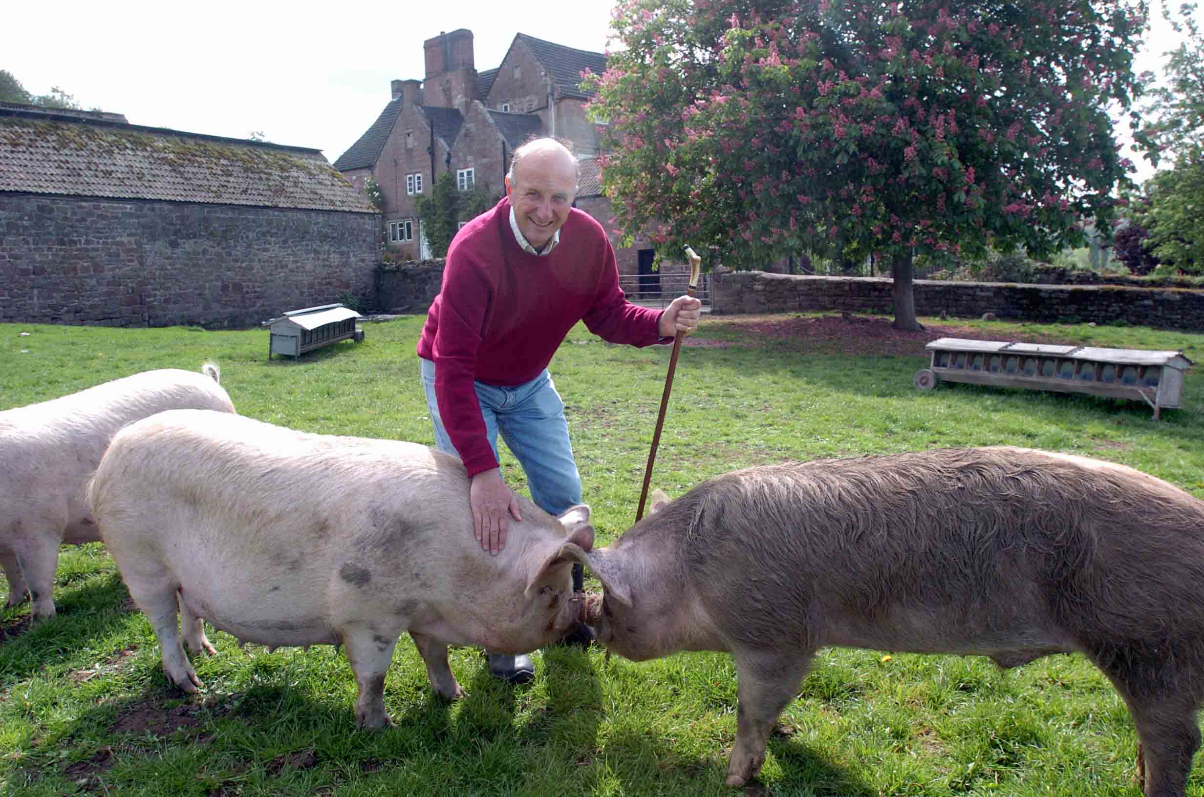 Why our feral pig population needs to be kept under control | Pig World