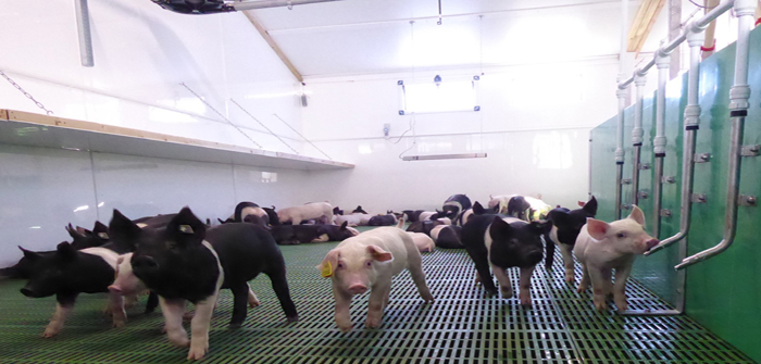 £25m available for high tech investment on farms | Pig World