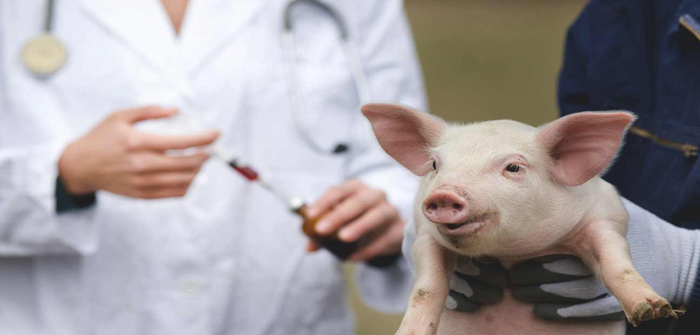 Leading the shift towards responsible use of antibiotics | Pig World