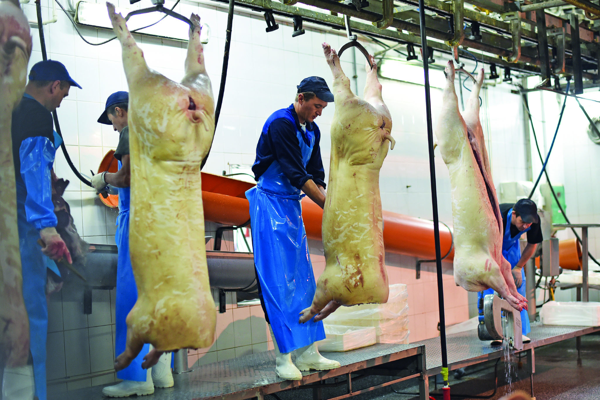 More than half of abattoirs expect to close within 5 years - Pig World