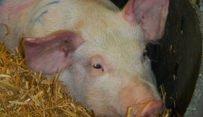 ASF discovered in domestic pigs in Italy for the first time | Pig World