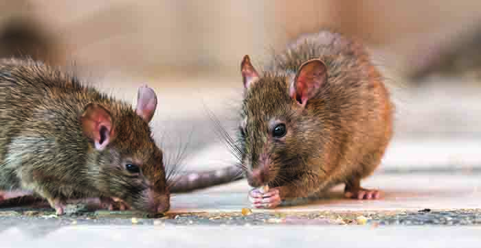 Mixed outlook for practical rat control | Pig World