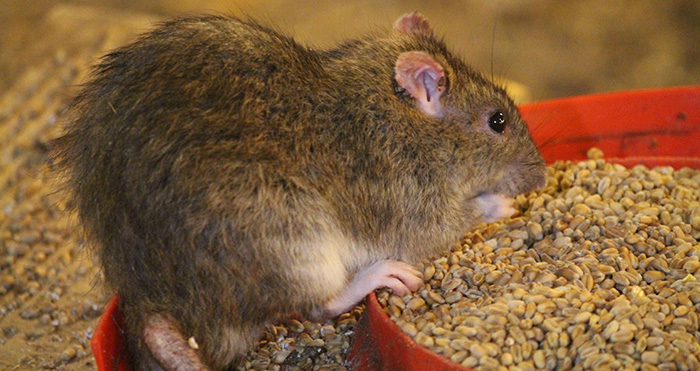 Keeping on top of rodent infestations | Pig World