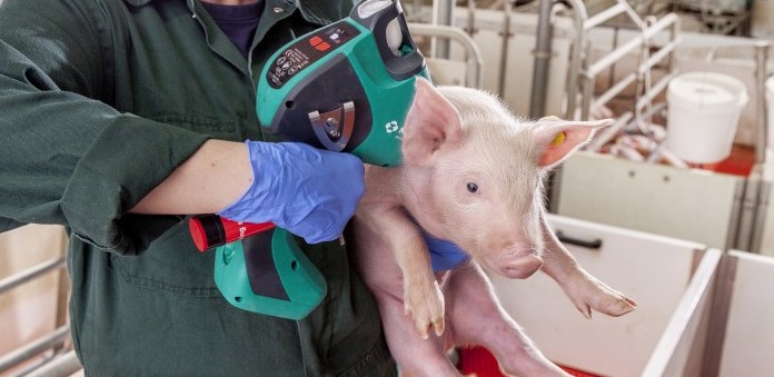 MSD launches dual vaccine IDAL device | Pig World