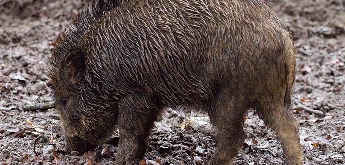 Almost 5,000 wild pigs taken out in Australian pest control shoot | Pig ...