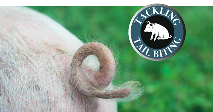 Understanding the risks of tail biting on your farm - Pig World