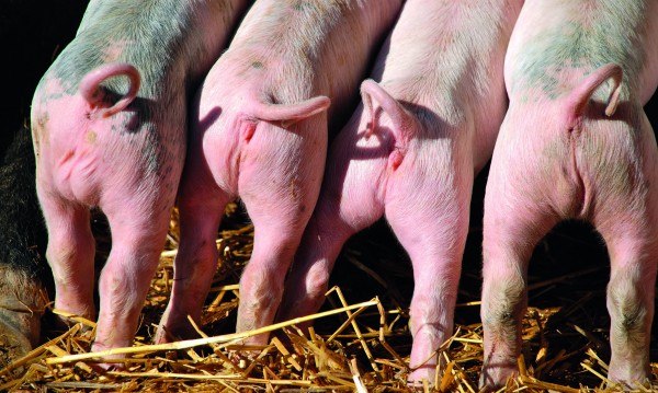 Understanding the risks of tail biting on your farm - Pig World