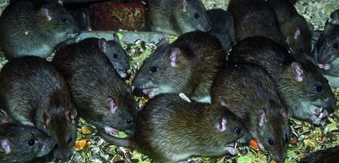 How producers can identify rodenticide resistance on farm | Pig World