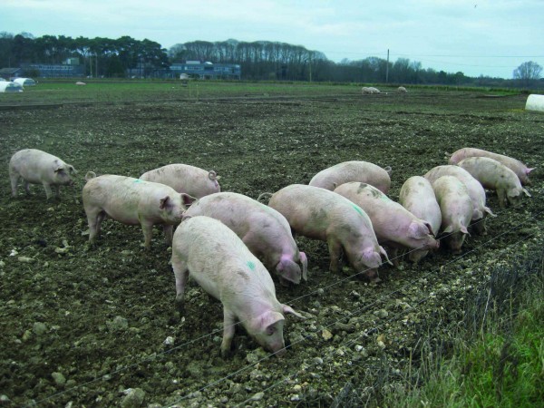 Let’s get pig farming done | Pig World